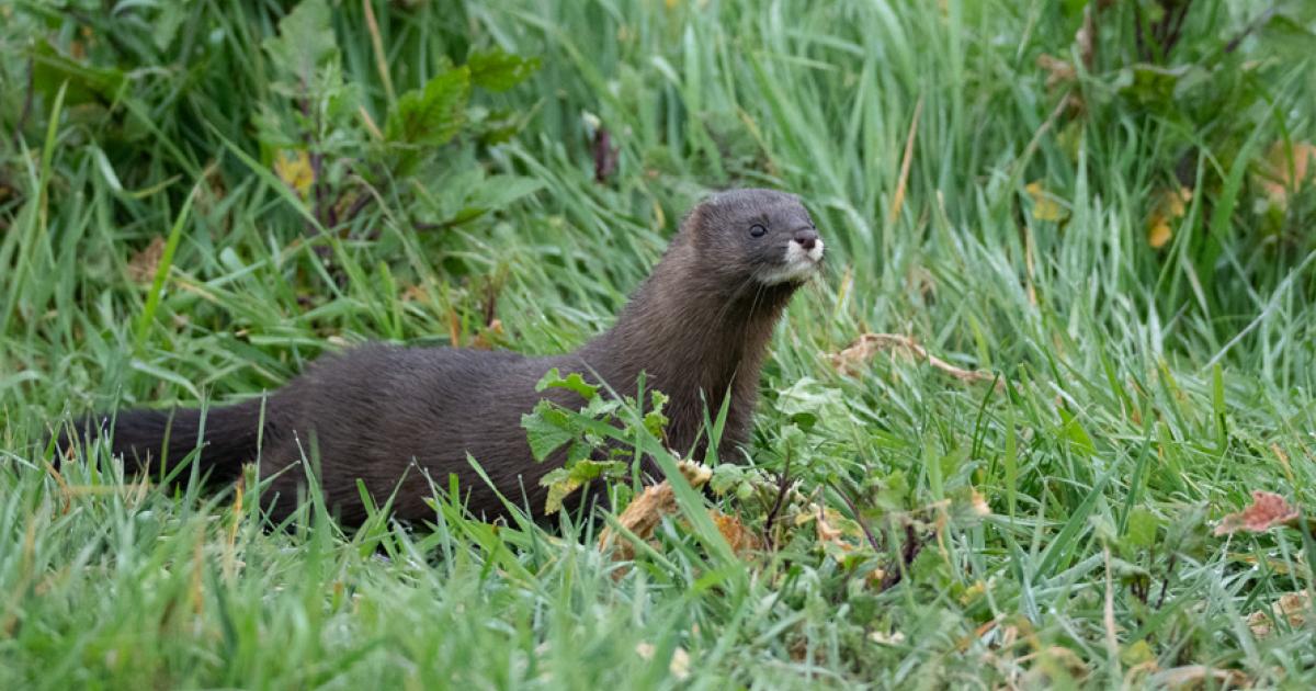 Le Vison d’Europe toujours présent dans le marais de Voutron… la preuve ! | La Charente-Maritime ...