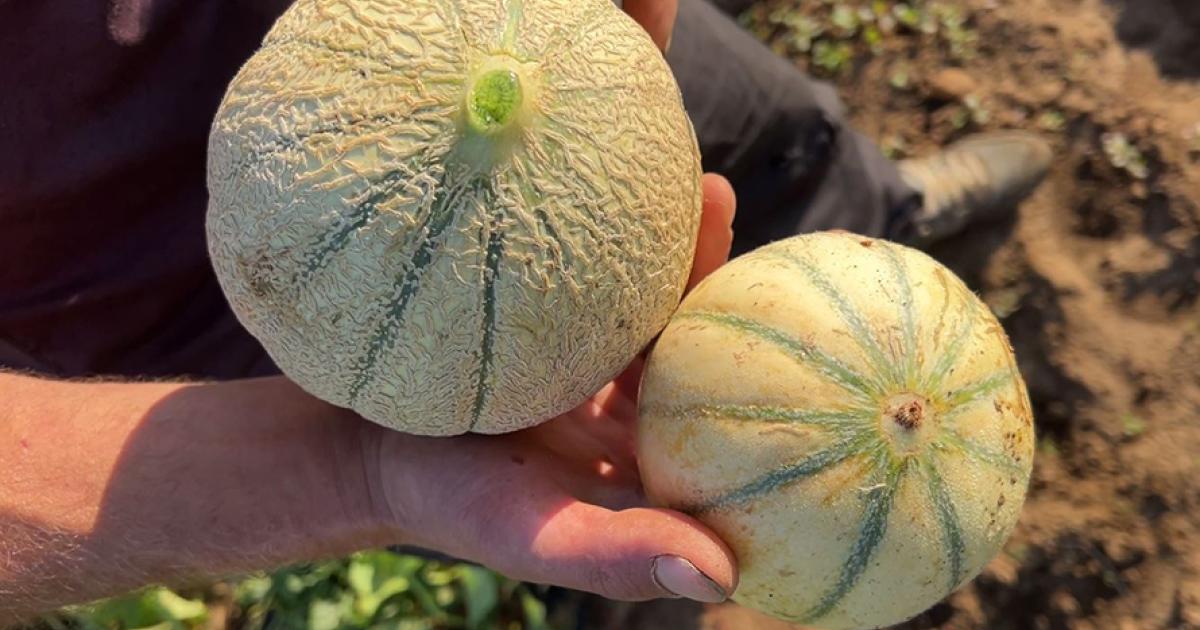 Comment choisir son melon ? | La Charente-Maritime - 17